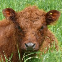 Pricing and Ordering Options (2025) – Leaping Calf Farm