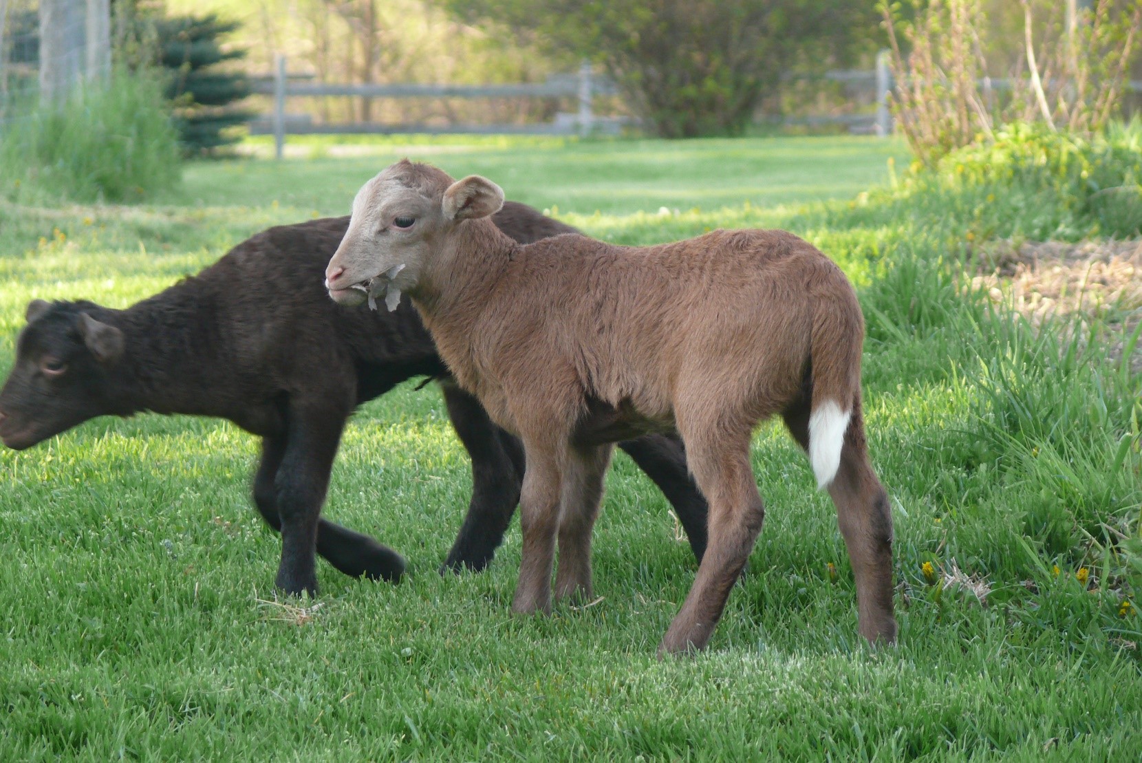 100% Grass-Fed Lamb – Leaping Calf Farm