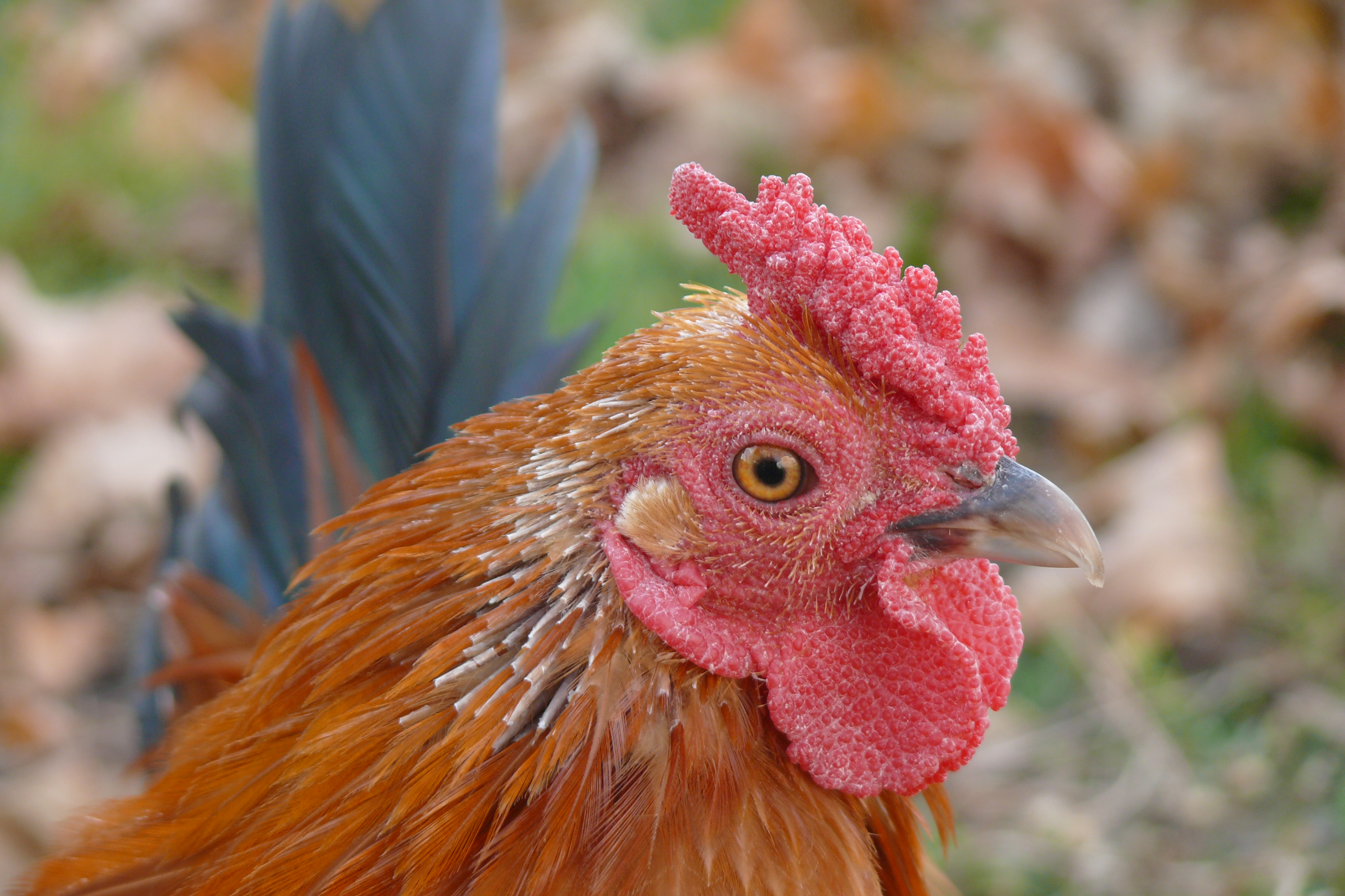 Leaping Calf Farm – 100% Pasture Raised Beef, Lamb and Chicken